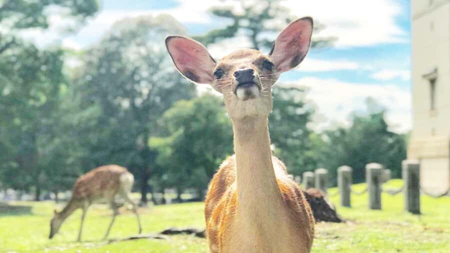 Osaka: Kyoto, Nara, Fushimi Inari, and Arashiyama Tour - Who Would Love This Tour?