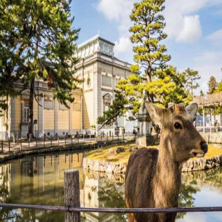 Osaka/Kyoto : Private Kyoto & Nara Customised Day Trip - The Value of a Private, Custom Tour