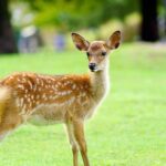 Osaka & Nara: Must-see Spots Full Day Tour with Hotel Pickup - What Makes This Tour Stand Out?