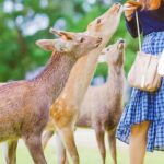 Osaka:Nara & Uji In-depth One-Day TourDeer Feeding - Deep Dive into the Itinerary