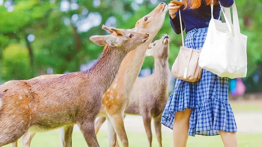Osaka:Nara & Uji In-depth One-Day TourDeer Feeding - Deep Dive into the Itinerary