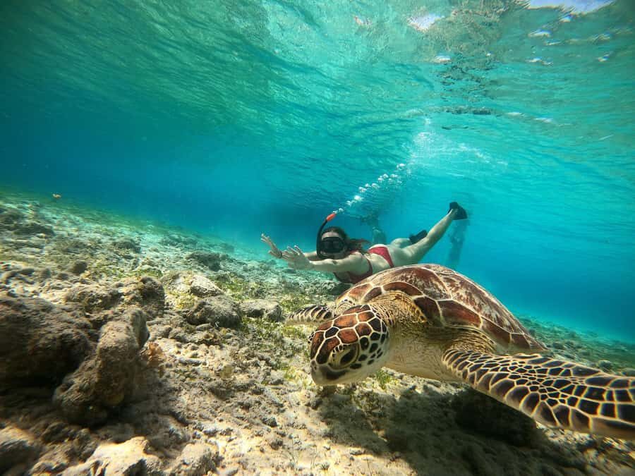 Ozzy Snorkeling 3 Islands Visit Baby Turtles - What’s Good and Not-so-Good?