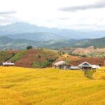 Pa Bong Piang Rice Terraces and Doi Inthanon Seasonal Day Tour - Why This Tour Delivers Real Value