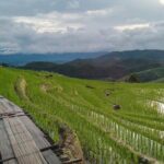 Pa Pong Piang Rice Terrace and Doi Inthanon National Park - Practical Details and Value