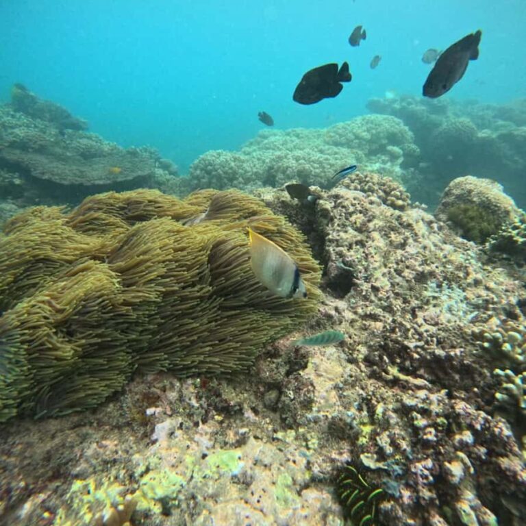 Padang Bai: Blue Lagoon Snorkeling Tour, Lunch & Transfer - The Itinerary Breakdown