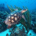 PADI Discover Scuba Dive at Coral Divers Curacao - What You Can Expect to See and Feel
