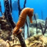 PADI Open Water Diver Course in Bayahibe - The Certification and Beyond