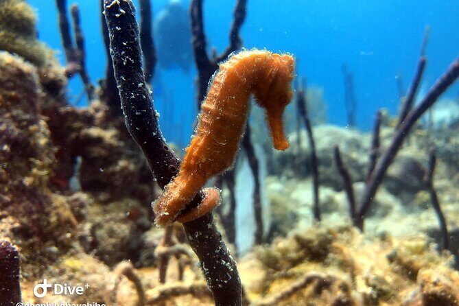 PADI Open Water Diver Course in Bayahibe - The Certification and Beyond