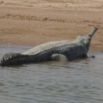 Palighat Chambal Crocodile Boat Safari - Who Will Love This Safari?