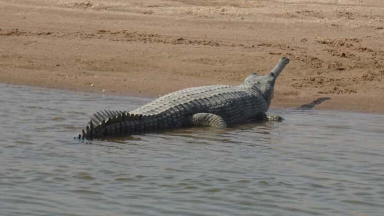 Palighat Chambal Crocodile Boat Safari - Who Will Love This Safari?