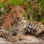 Panadura, Wadduwa, Waskaduwa to Ella, via Yala Safari & More - In-Depth Look at the Experience