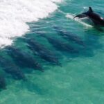 Panama City Beach Dolphin Cruise - Authentic Insights from Tour Participants