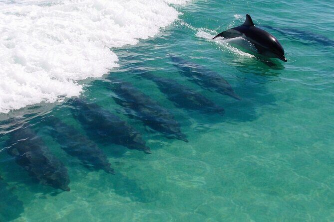 Panama City Beach Dolphin Cruise - Authentic Insights from Tour Participants