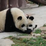 Panda Base/Leshan Giant Buddha/Multi-attraction Tour - What Sets This Tour Apart?