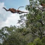 Pangkalan Bun Tanjung Puting Orangutan Day Tour by Speedboat - The Value and Who It’s Best For