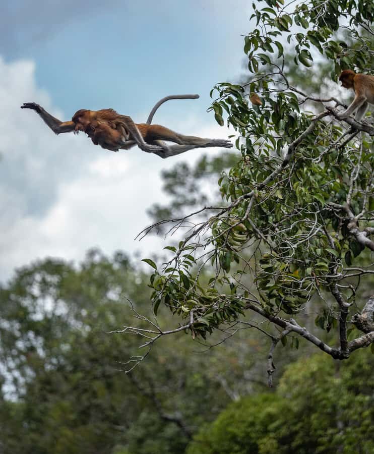 Pangkalan Bun Tanjung Puting Orangutan Day Tour by Speedboat - The Value and Who It’s Best For