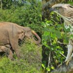 Paradise Sigiriya,Kandy,Nuwara eliya,Ella(Udawalawe/Yala)Tours - Practical Considerations and Tips