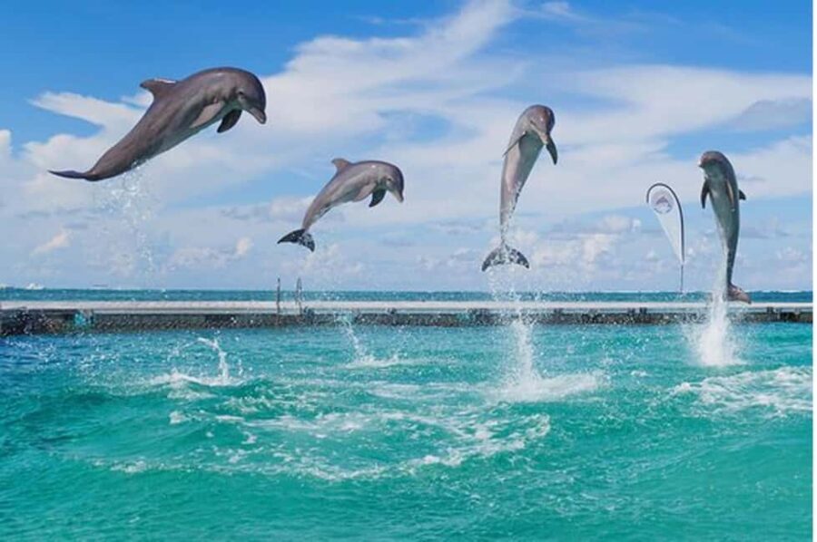 Party Boat / Fiesta En Catamarán En Punta Cana / Free Drinks - The Itinerary in Detail