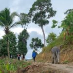 Patong Highlight Elephant Sanctuary with Guide Tour - The Educational Start