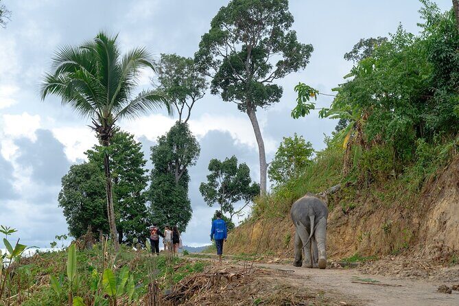 Patong Highlight Elephant Sanctuary with Guide Tour - The Educational Start