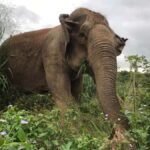 Pattaya: Ethical Elephant Sanctuary Interactive Tour - Why This Tour Works