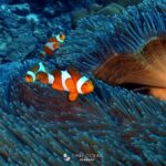 Pattaya: Fun Dive 2 Ocean Dives and Lunch (Certified Diver) - What to Expect from This Pattaya Dive Tour