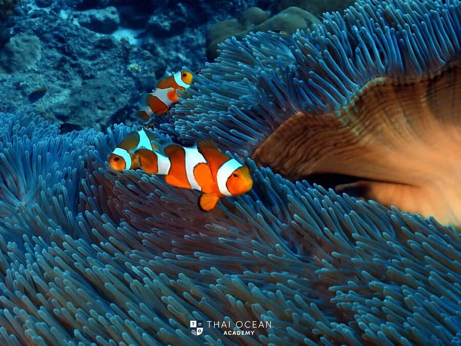 Pattaya: Fun Dive 2 Ocean Dives and Lunch (Certified Diver) - What to Expect from This Pattaya Dive Tour