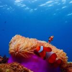 Pattaya: Nemo Island Experience with Drone Photos and Lunch - The Itinerary in Detail