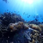 Pattaya: Snorkeling and Scuba Diving (For First Timer) - Why This Tour Stands Out