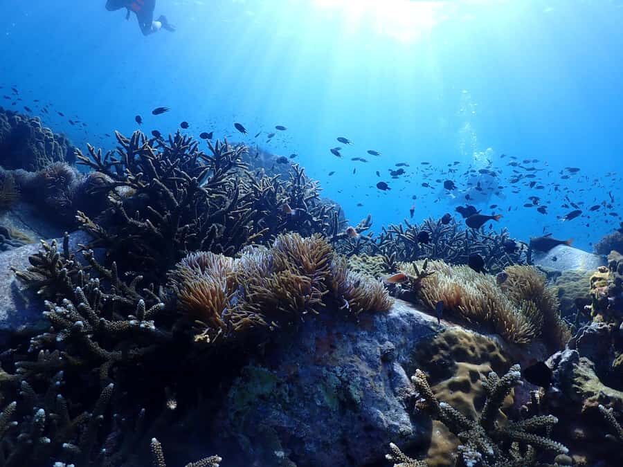 Pattaya: Snorkeling and Scuba Diving (For First Timer) - Why This Tour Stands Out