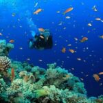 Pattaya: Snorkeling or Beginner Scuba Diving Tour with lunch - A Deep Dive into the Tour Experience