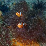 Pattaya: Try Dive with 2 Ocean Dives (For First Timer) - What Makes This Tour Stand Out?