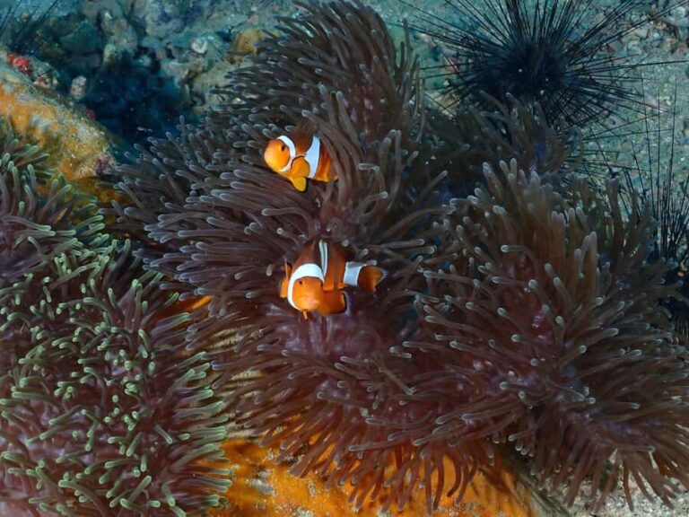 Pattaya: Try Dive with 2 Ocean Dives (For First Timer) - What Makes This Tour Stand Out?