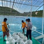 Pattaya: Underwater Sea Walking Experience - The Itinerary and What You Can Expect