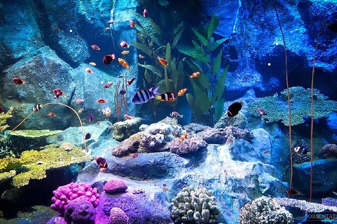 Pattaya Underwater World Tickets - What You Get with Your Ticket