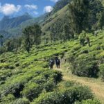 Pekoe Trail 18-22: Guided 7 Day Trail with Hotels &Transfers - Transportation, Accommodation, and Group Dynamics