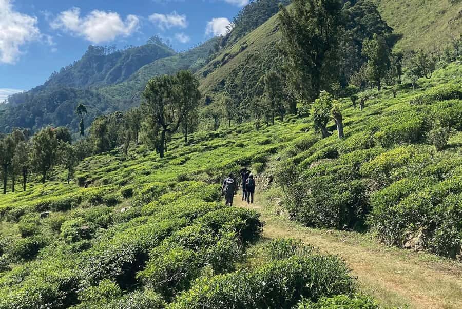 Pekoe Trail 18-22: Guided 7 Day Trail with Hotels &Transfers - Transportation, Accommodation, and Group Dynamics