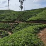 Pekoe Trail 6-9: Guided 6 Day Trail with Hotels & Transfers - Practical Details & Value