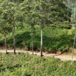 Pekoe Trail Stage 11 Guided Hike (Horton Plains-Udaweriya) - Exploring Remote Valleys and Tea Estates