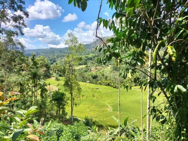 Pekoe Trail Stage 4 Guided Hike (Tawalantenne-Pundaluoya) - Exploring the Route: A Closer Look at Stage 4 of the Pekoe Trail