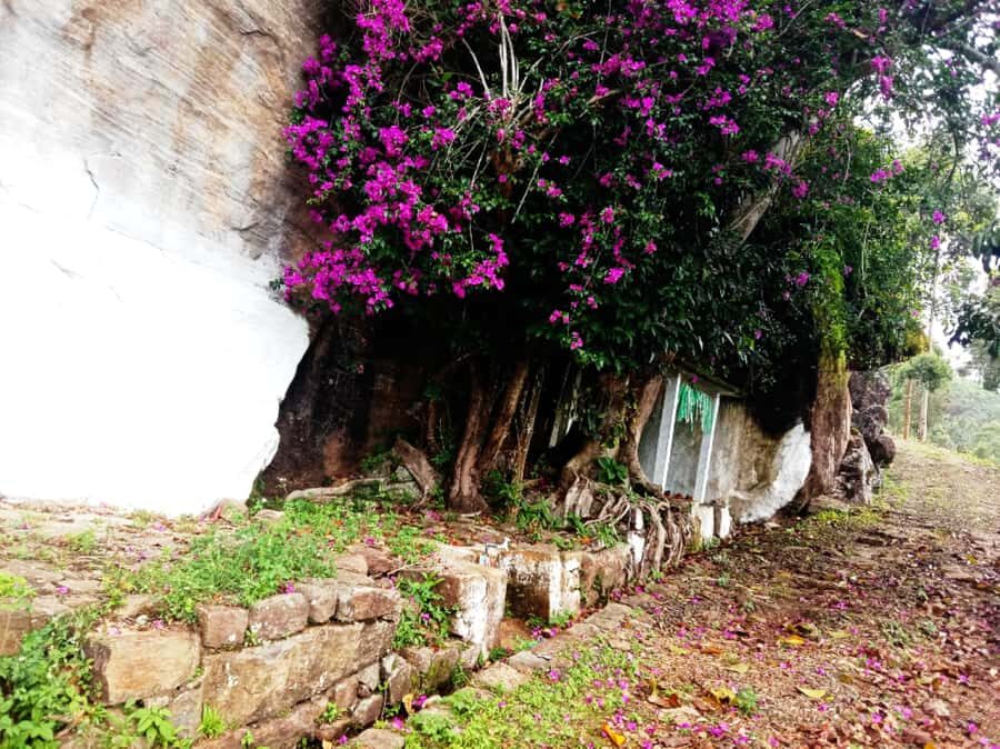 Pekoe Trail Stage 8 Guided Hike (Norwood-Bogawantalawa) - Who Will Love This Hike?