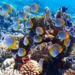 Pemuteran Bali: Menjangan Island Snorkeling Trip with Lunch - What Sets This Tour Apart?