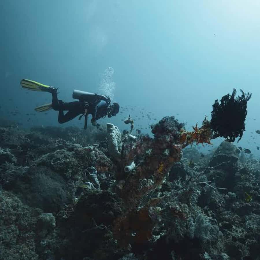 Pemuteran: Biorock Dive Master Internship - Highlights That Make This Tour Special