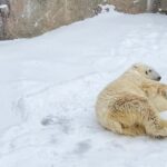 Penguin Fun & Snowmobile : Sapporo Winter (Asahiyama Zoo) - What the Reviews Say