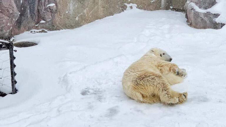 Penguin Fun & Snowmobile : Sapporo Winter (Asahiyama Zoo) - What the Reviews Say