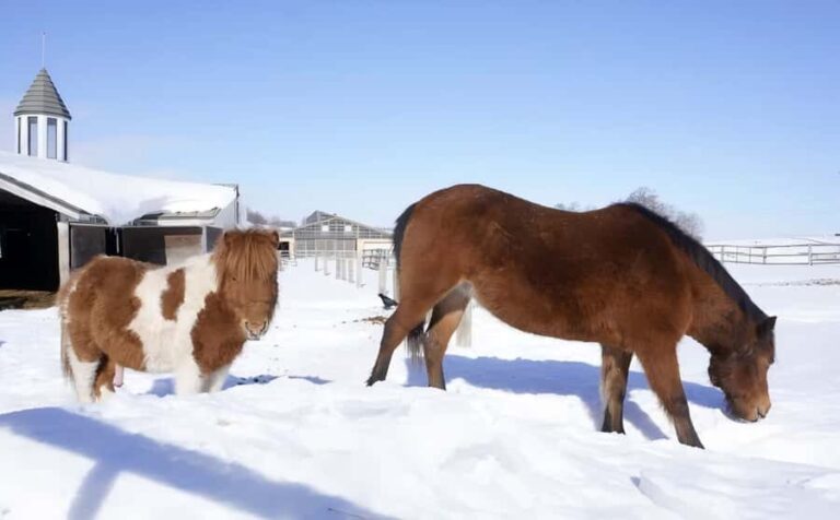 Penguins, Countryside & Fairytale VillageSapporo Day Trip - Exploring the Itinerary in Detail