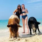 Perfect Day Swimming Pigs, Turtles, Reef Snorkel & Lunch - In-Depth Breakdown of the Itinerary