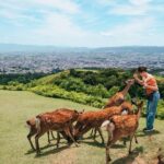 Perfect Nara Park Half-Day Bus Tour with English Speaking Guide - Exploring the Itinerary: What’s Included and What You’ll Experience