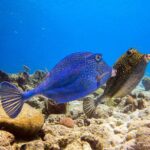 Personalized 2 Tank Guided Experience in Curaçao - The Guides & Customer Service