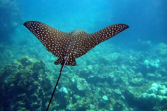 Personalized Diving and Snorkeling in Riviera Maya - The Itinerary: What to Expect